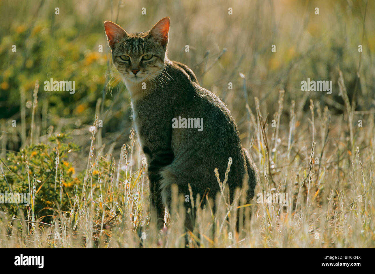 African wildcat - sitting in the grass / Felis silvestris lybica Stock ...