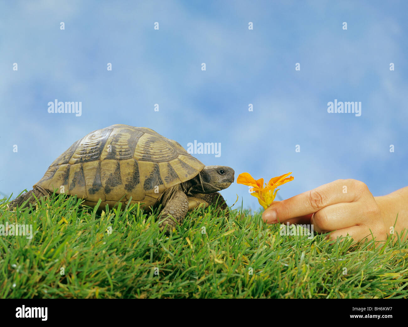 Hermann's Tortoise getting food / Testudo hermanni Stock Photo - Alamy