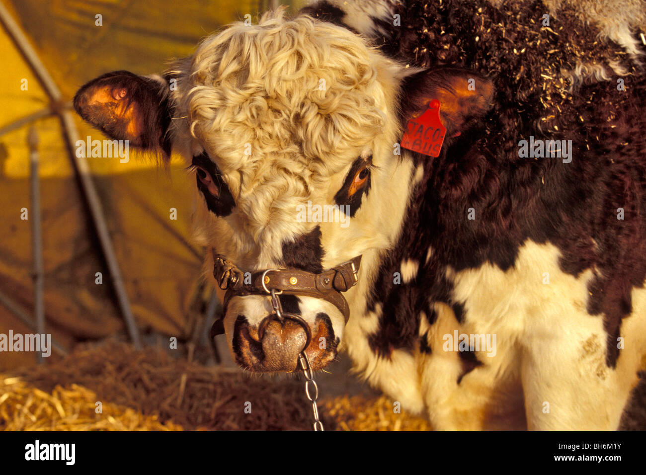 Artificial insemination cow hi-res stock photography and images - Alamy