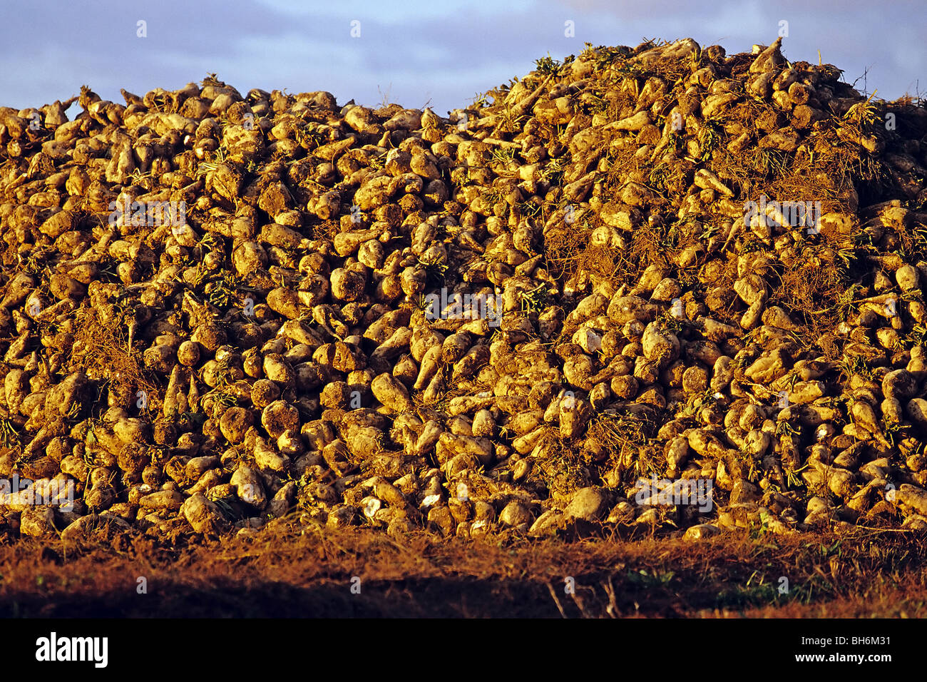 BEET HARVEST, PILE IN THE SUNSET, CALVADOS (14), FRANCE Stock Photo - Alamy