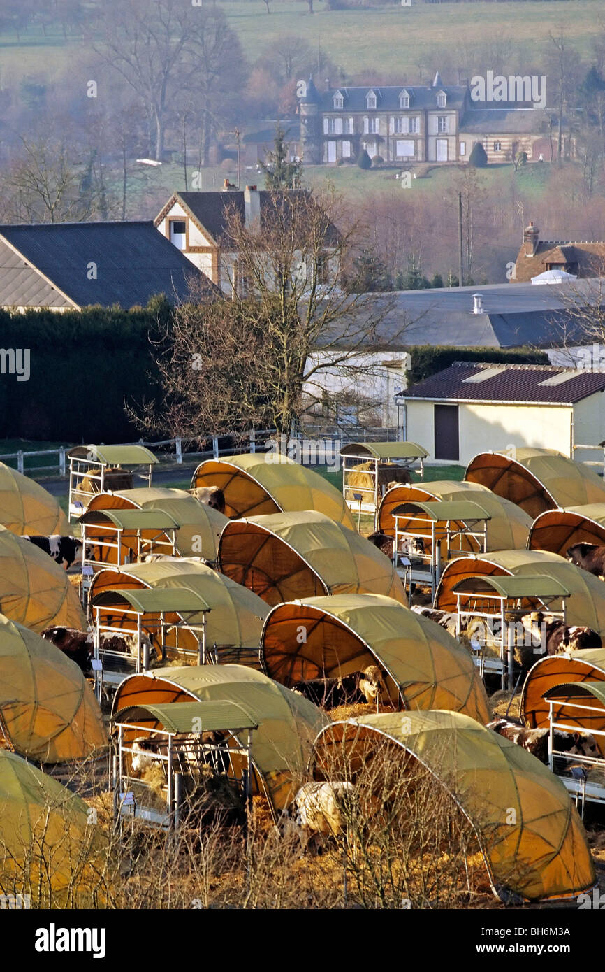 Artificial insemination cow hi-res stock photography and images - Alamy
