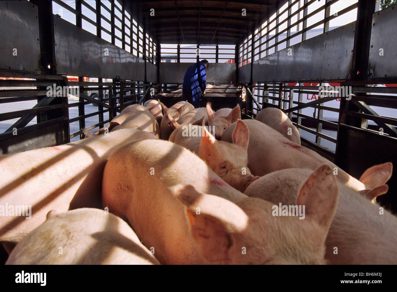 Transporting pigs hi-res stock photography and images - Alamy
