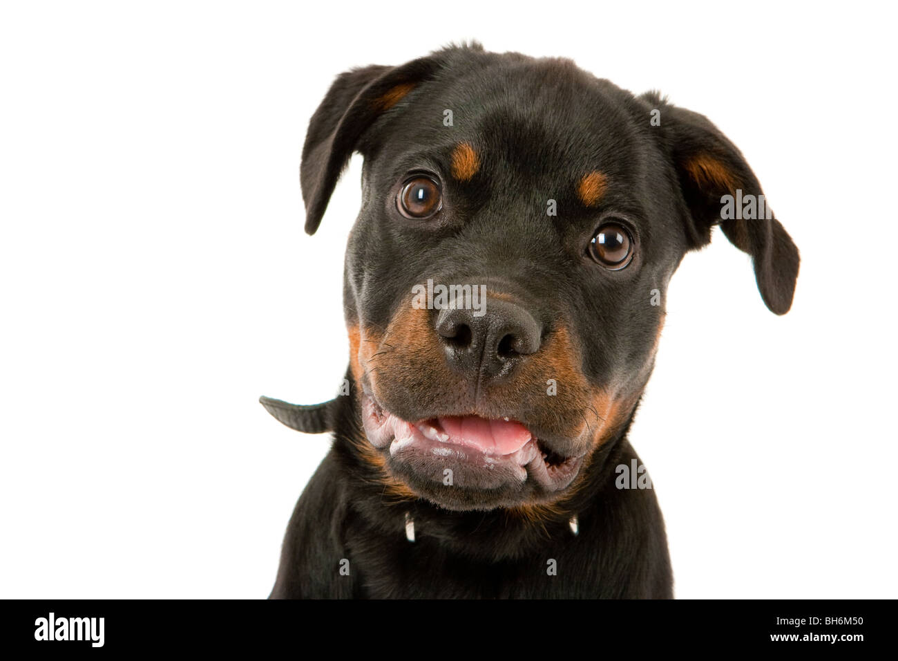 Rottweiler puppy face hi-res stock photography and images - Alamy