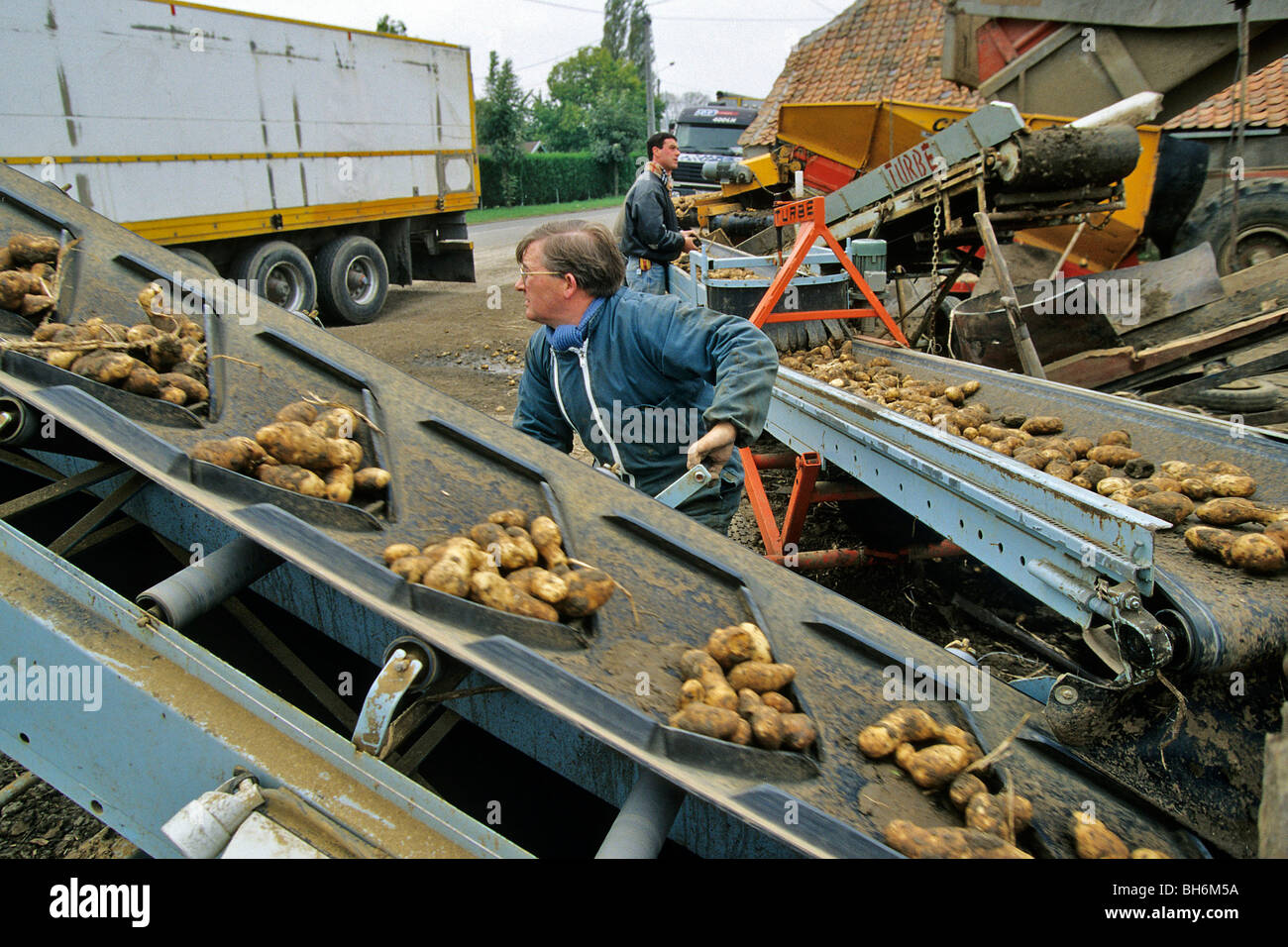 Potato gathering and sorting potatoes hi-res stock photography and ...