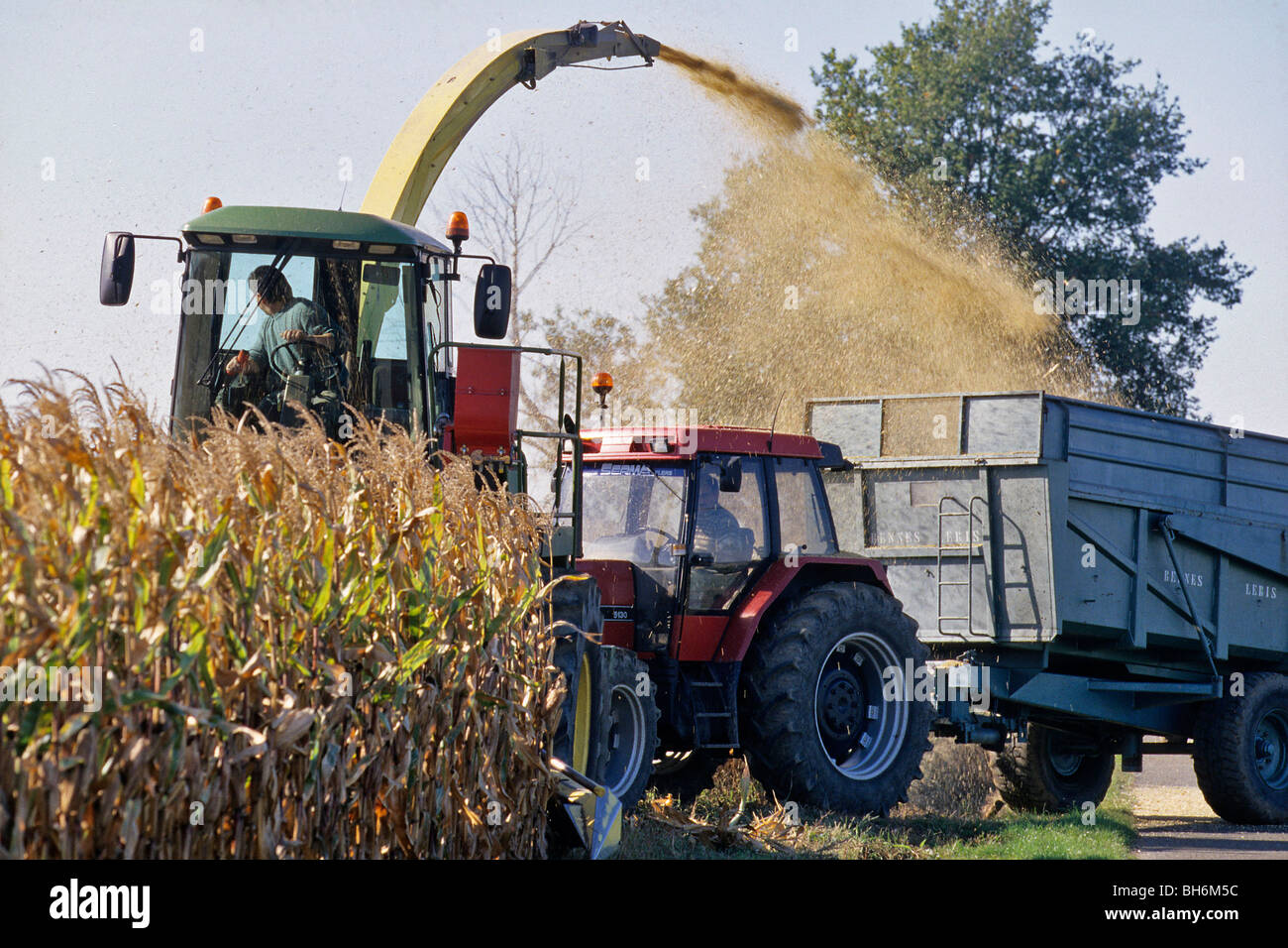 Width corn ensilage hi-res stock photography and images - Alamy