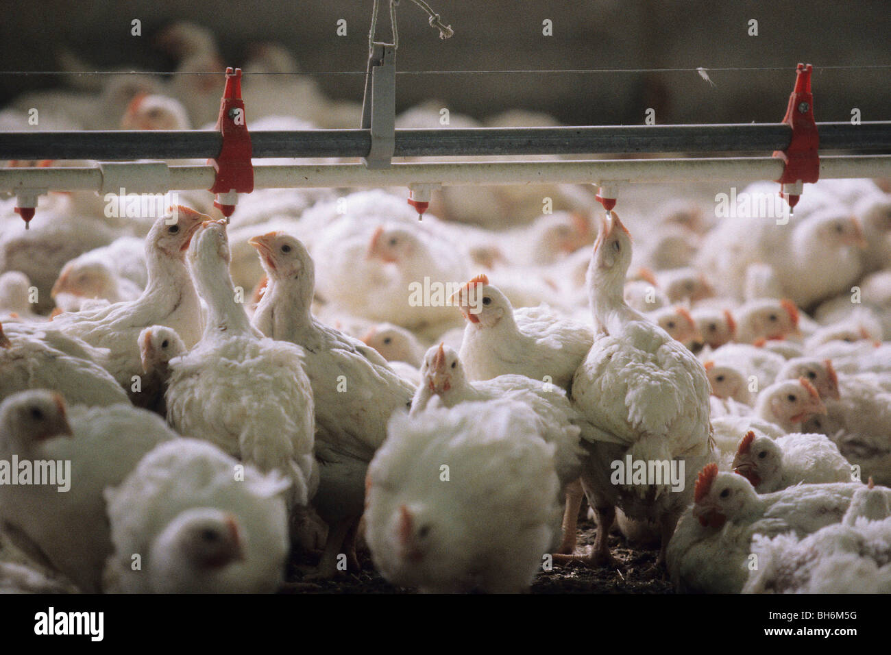 INTENSIVE FARMING OF BATTERY CHICKENS (CALLED 'FOUR-QUARTERS', DESTINED ...