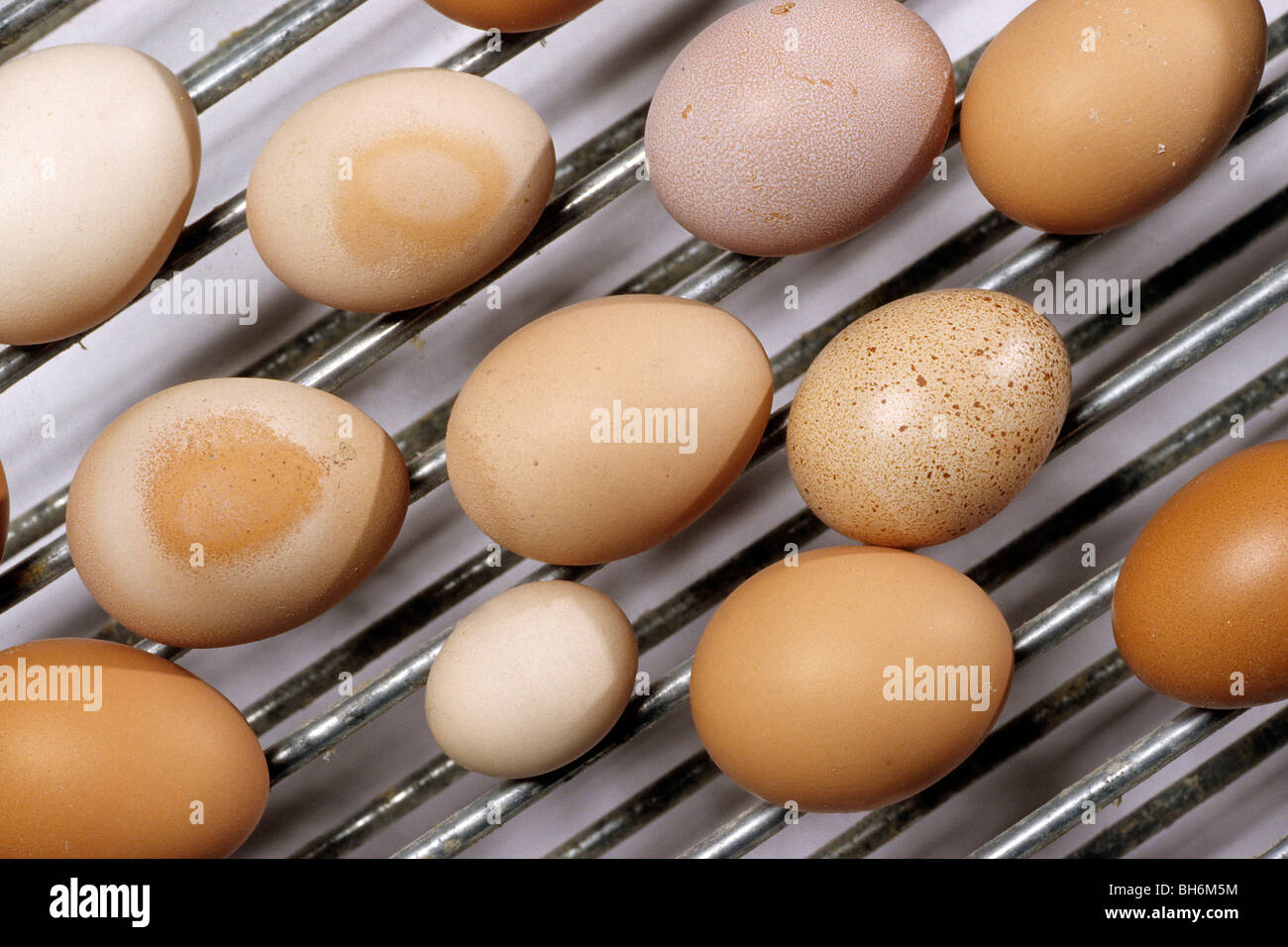 Diseased eggs hi-res stock photography and images - Alamy