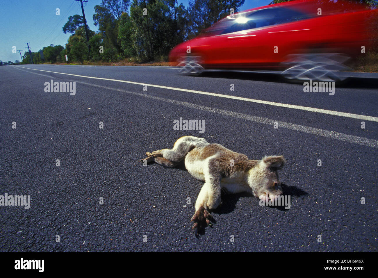 DEAD KOALA BY THE SIDE OF THE ROAD, AUSTRALIA, OCEANIA Stock Photo - Alamy