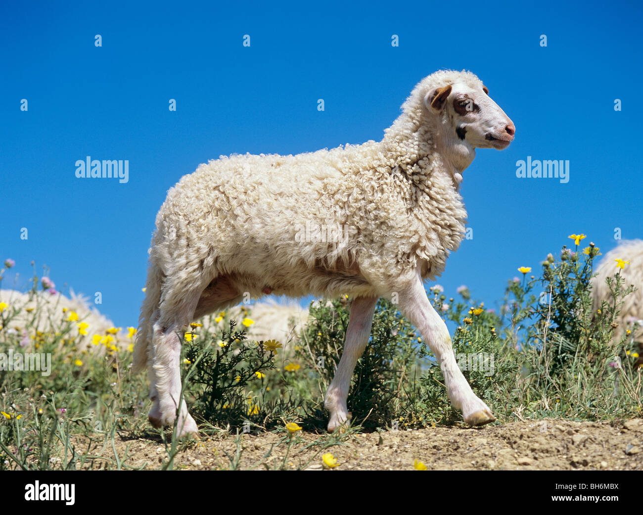 Walking with sheep hi-res stock photography and images - Alamy