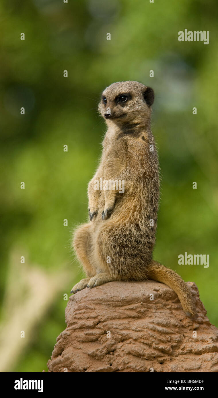 Meerkat lookout hi-res stock photography and images - Alamy