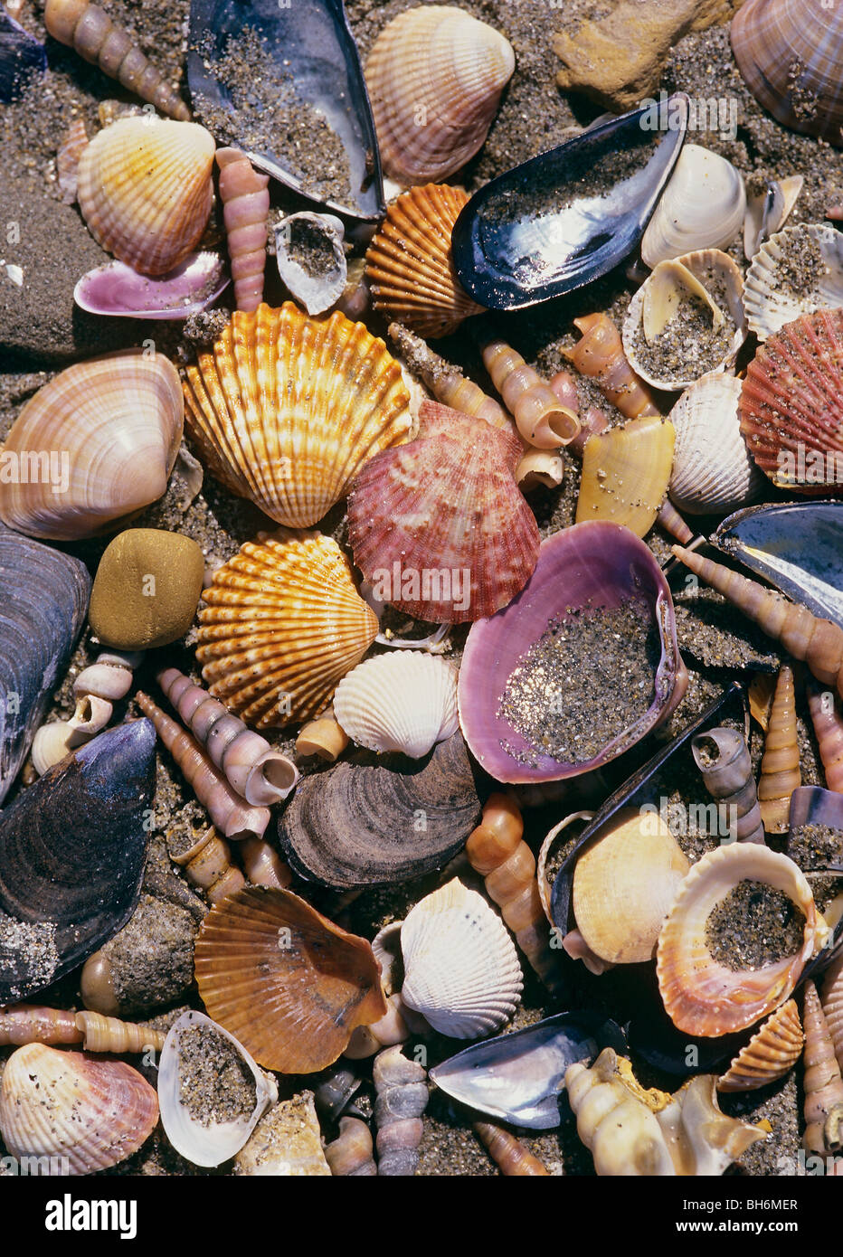 Coloured mussels hi-res stock photography and images - Alamy