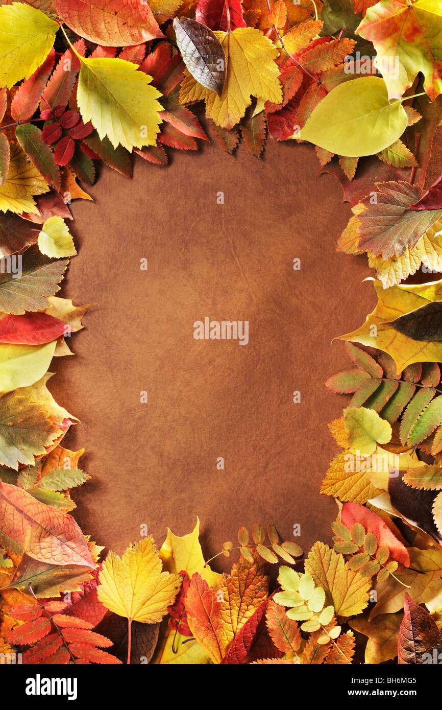 Frame made of autumn leaves Stock Photo - Alamy
