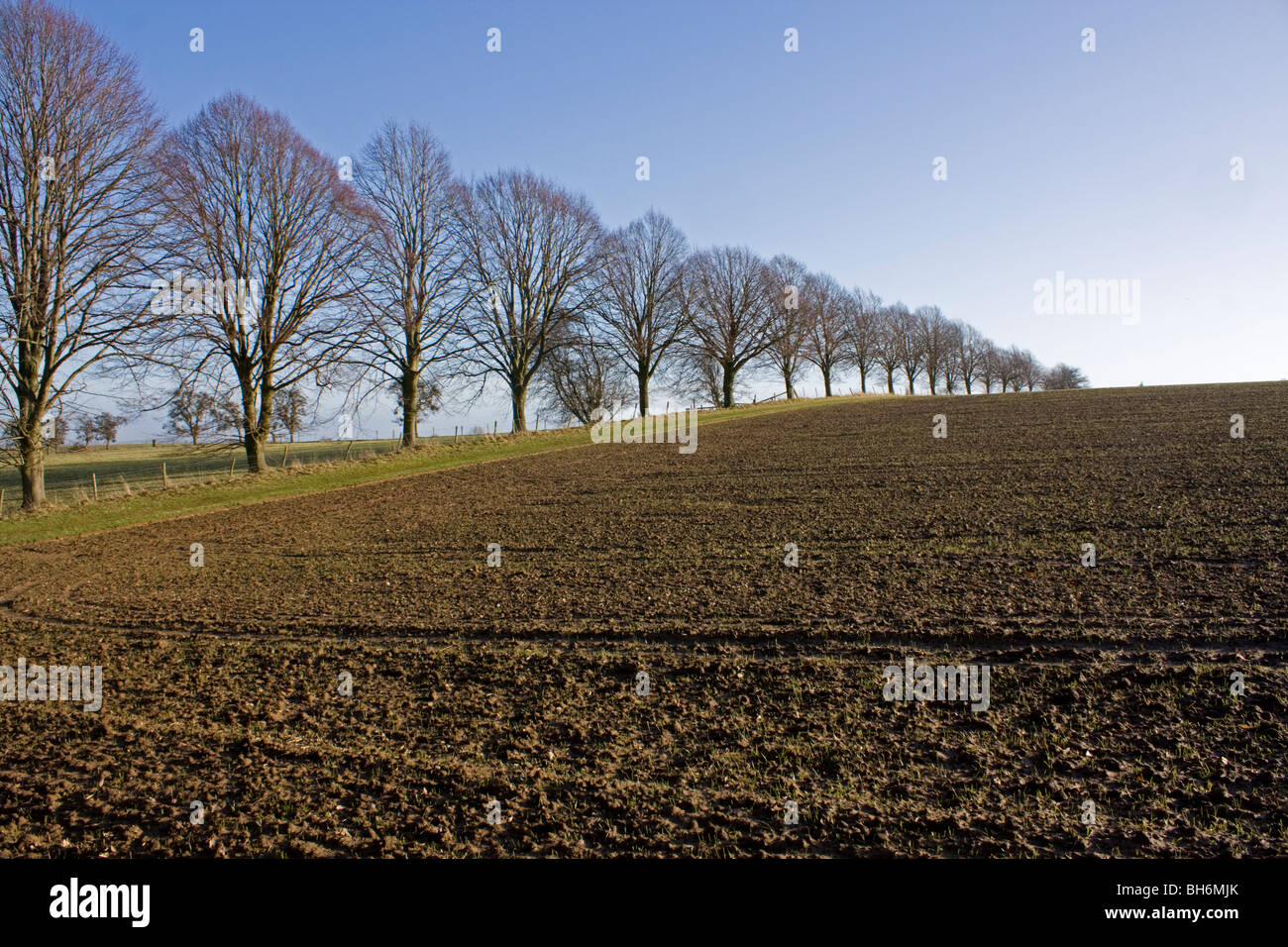 Field boundary trees hi-res stock photography and images - Alamy