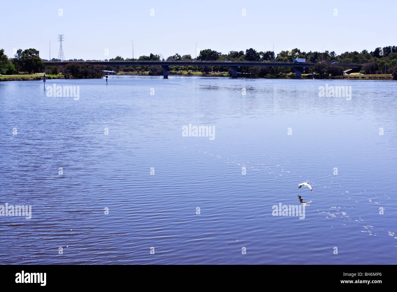 A bird flying across Canning River in Western Australia Stock Photo - Alamy