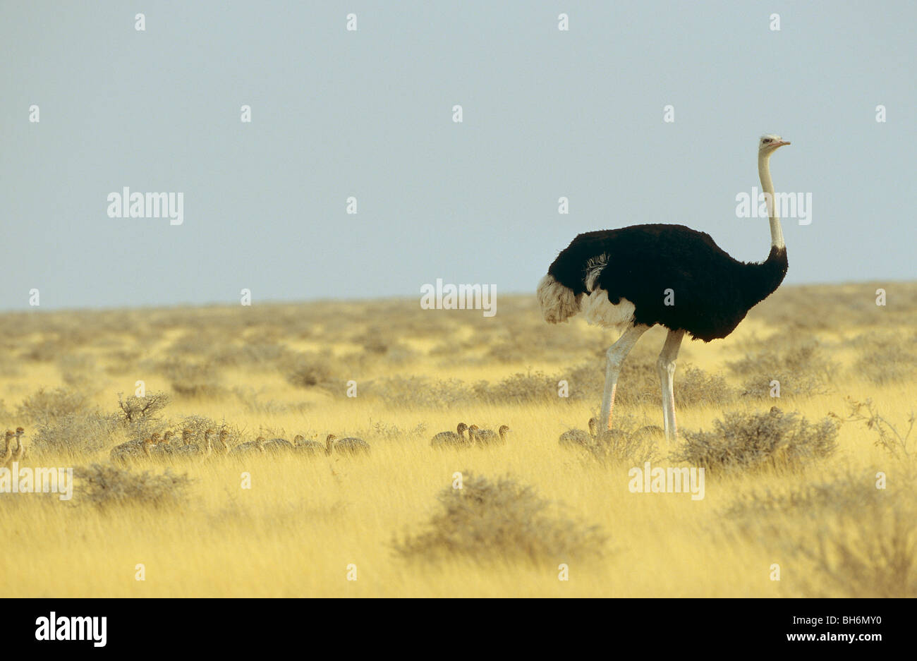 Ostrich with fledglings / Struthio camelus Stock Photo - Alamy