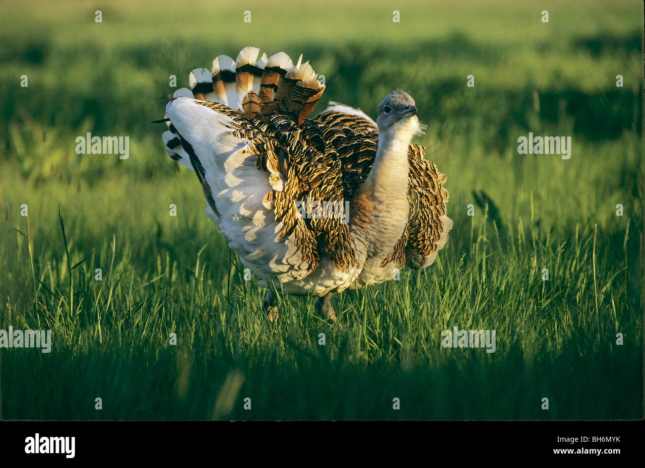 Great Bustard - courtship display / Otis tarda Stock Photo - Alamy