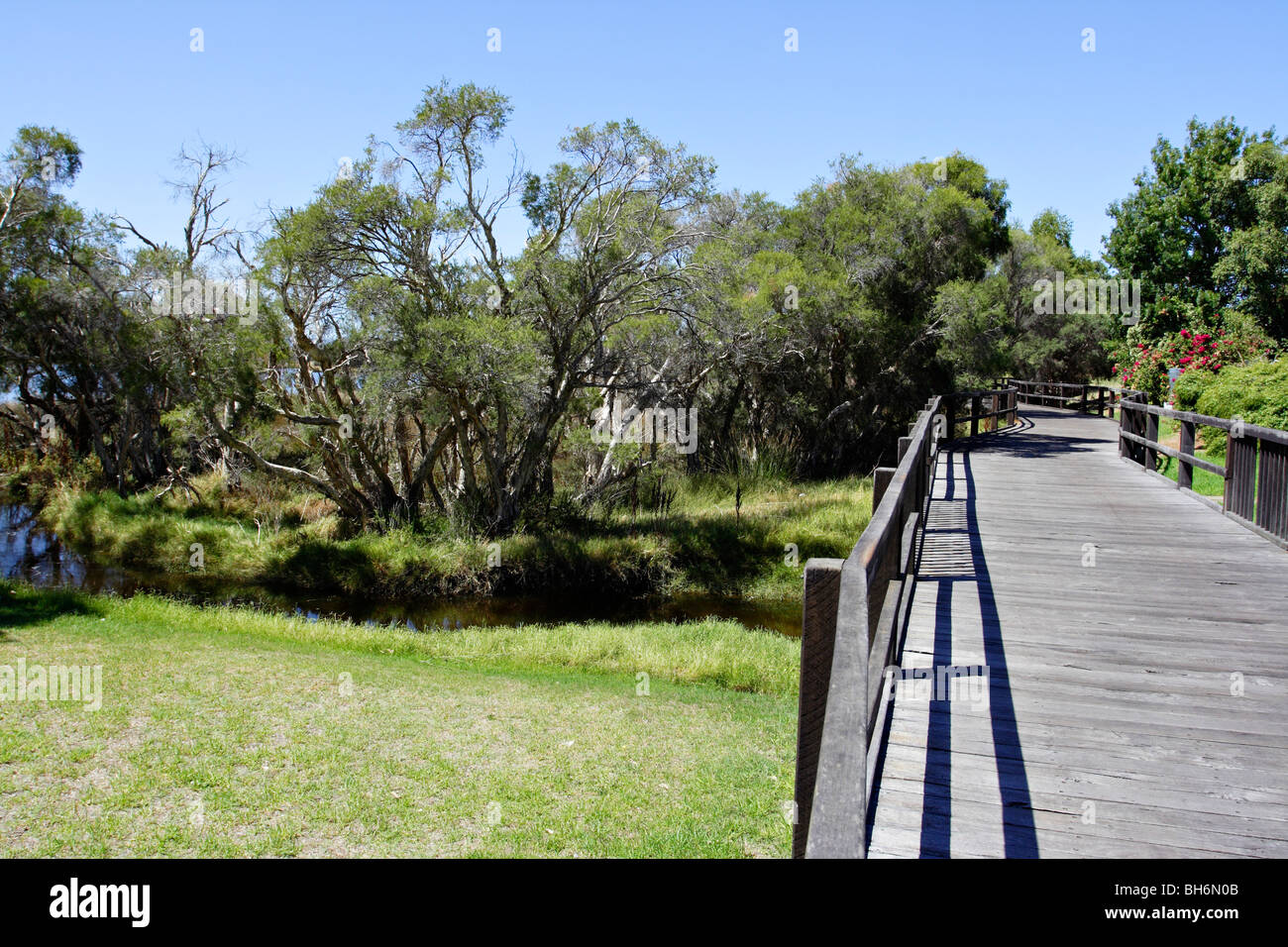 Paperbark trees (Melaleuca rhaphiophylia) at Canning River Regional ...