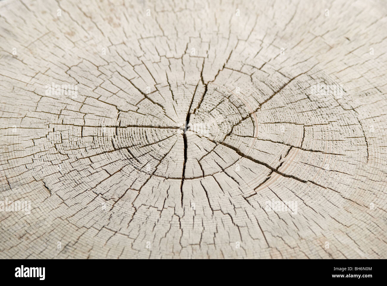 "Norway spruce" (Picea abies), Growth rings on a cut spruce tree trunk ...