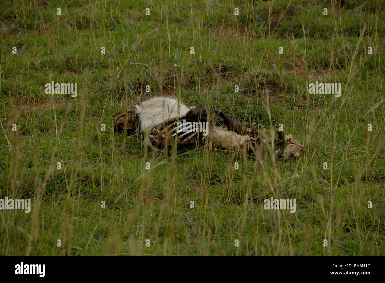 Ribcage hi-res stock photography and images - Alamy