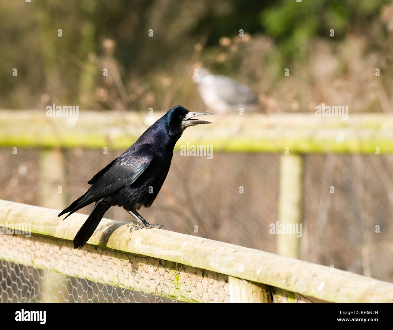 Rook, Corvus frugilegus, at Slimbridge WWT in Gloucestershire Stock ...