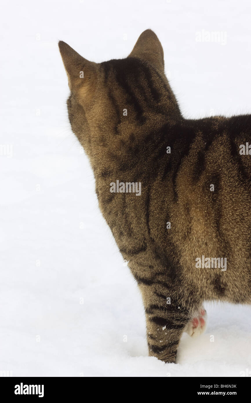 Tabby cat in the snow Stock Photo - Alamy