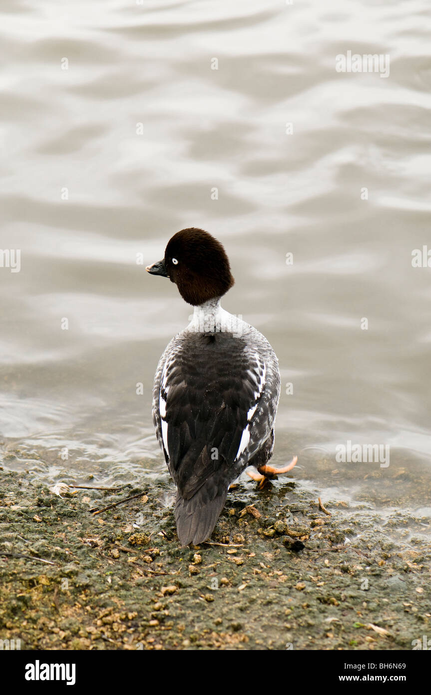 Common goldeneye female hi-res stock photography and images - Alamy
