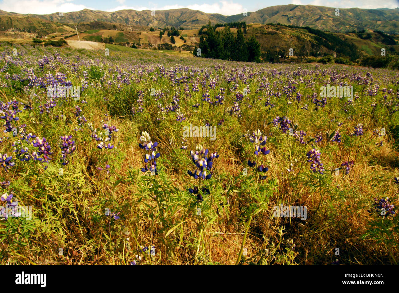 Ecuador, Quilotoa, view of purple flowers in flower field of green peas ...