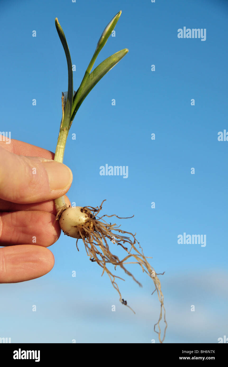 Plants With Bulb Roots at Leon Donovan blog
