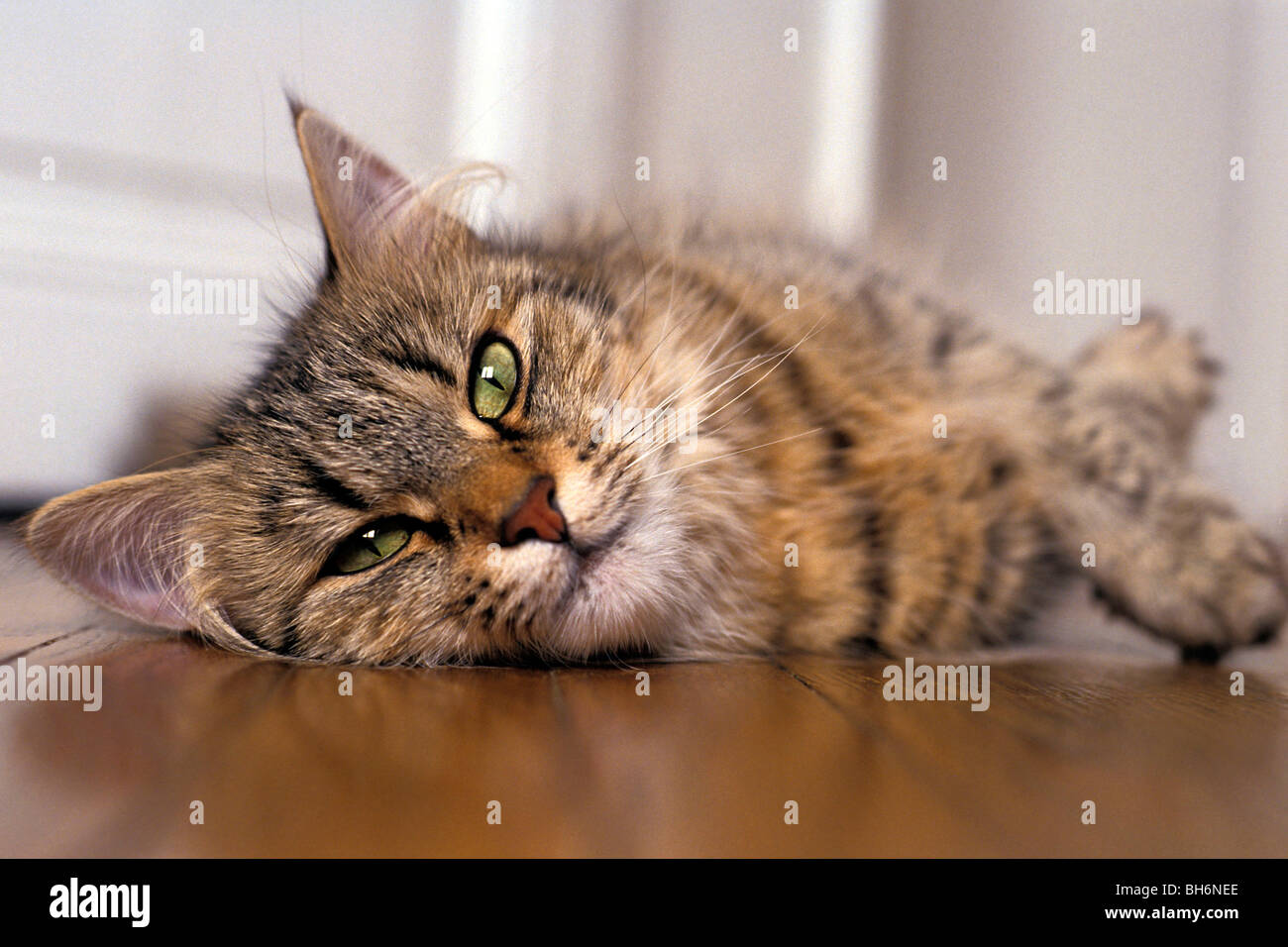 PORTRAIT OF A STRETCHED OUT CAT Stock Photo - Alamy