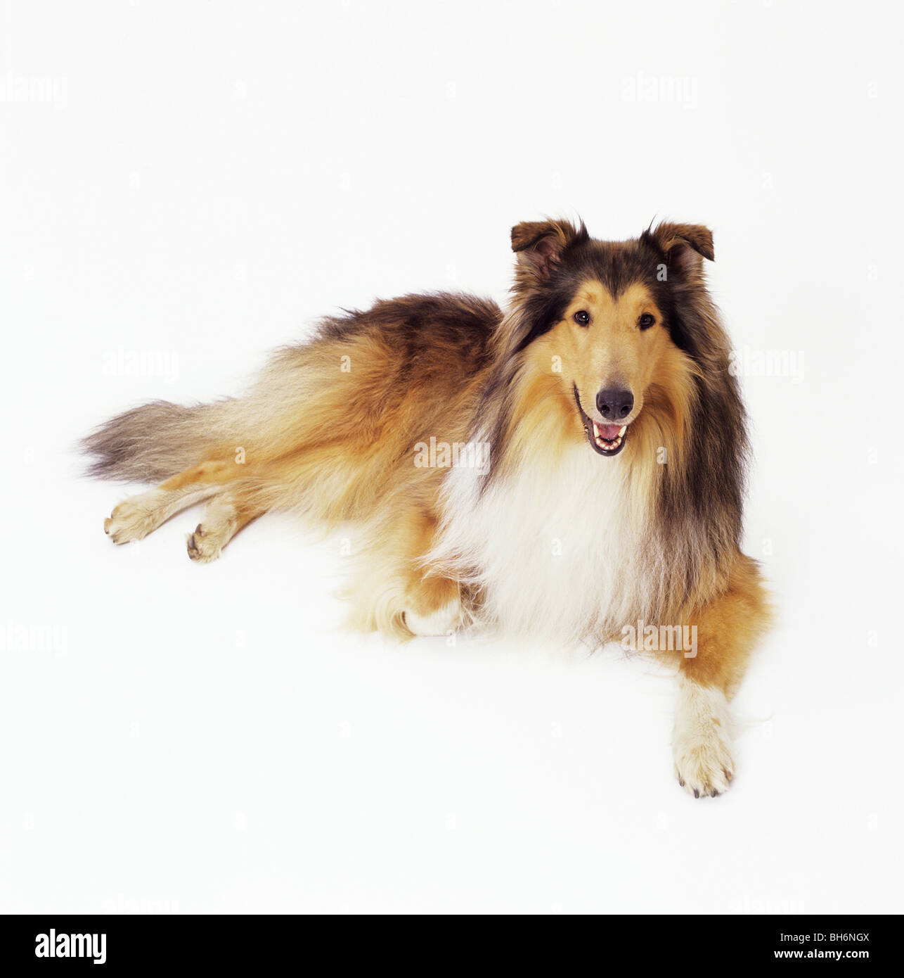Collie. Adult dog lying, cut out Stock Photo - Alamy