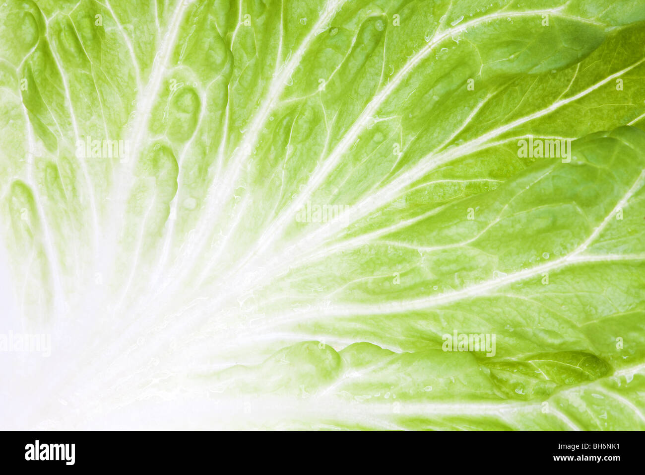 Lettuce leaf hi-res stock photography and images - Alamy