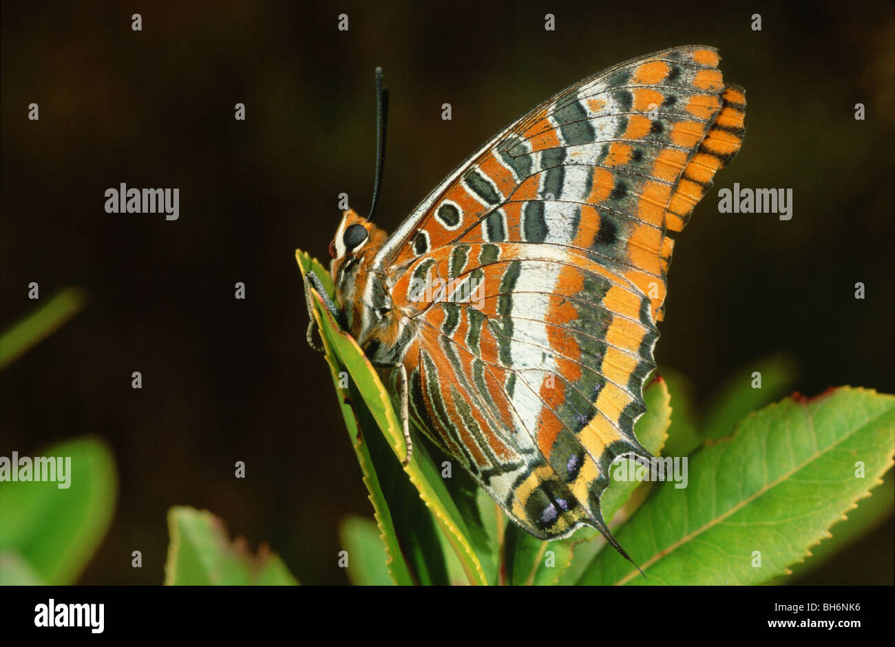 Charaxes jasius (Two-tailed Pasha Stock Photo - Alamy