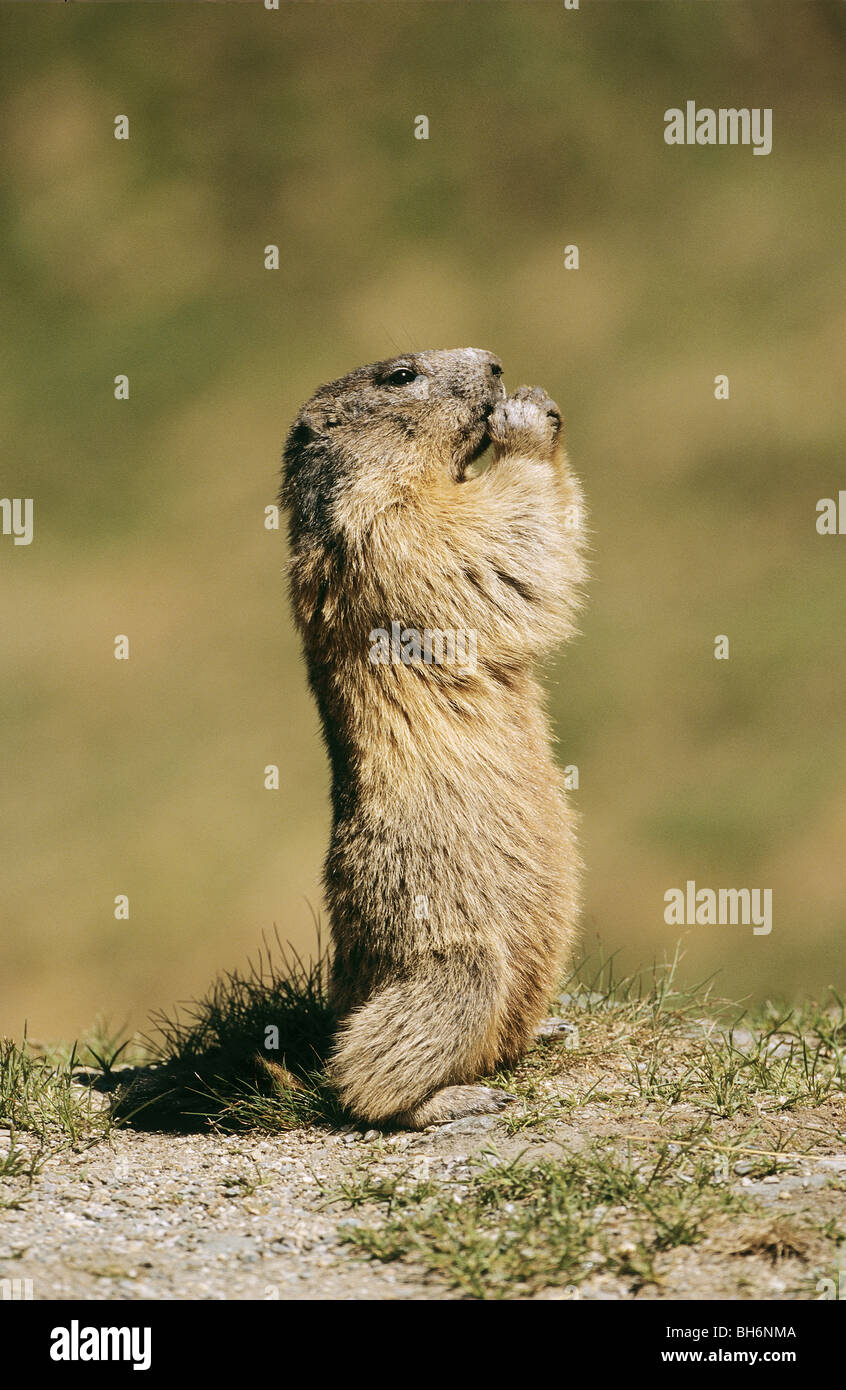 Alpine Marmot - standing on hindlegs / Marmota Marmota Stock Photo - Alamy