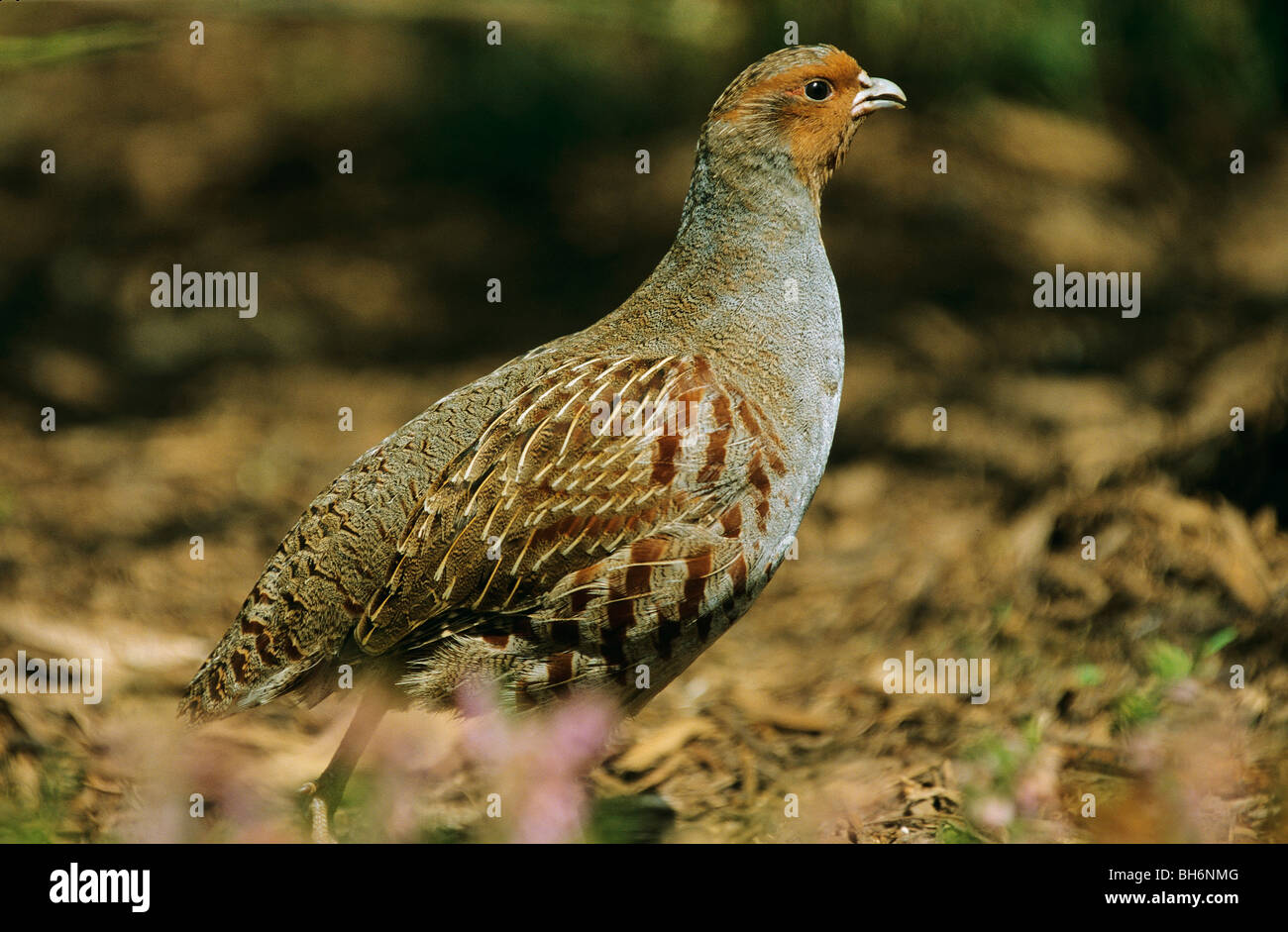 Grey partridge male standing hi-res stock photography and images - Alamy