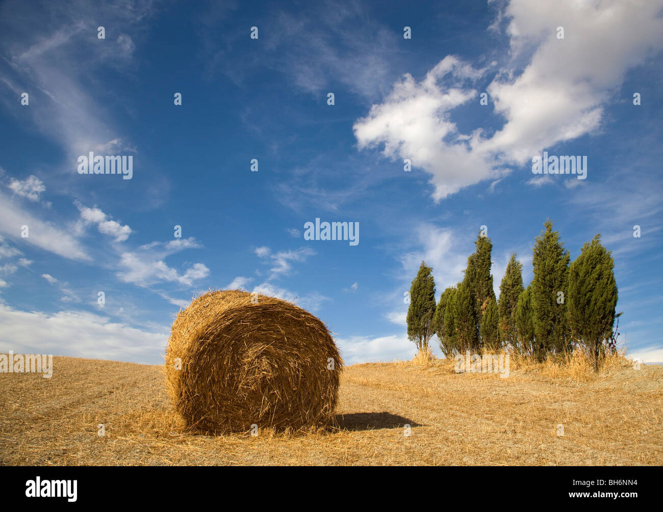 Tuscan landscape, hay bale, cypress tree Stock Photo - Alamy