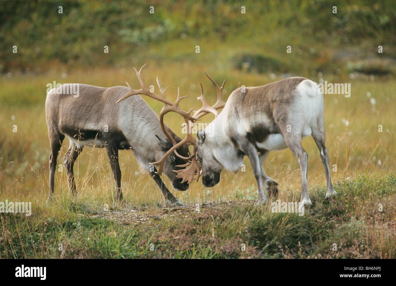 Reindeer (Rangifer tarandus), fighting males. Sweden Stock Photo - Alamy