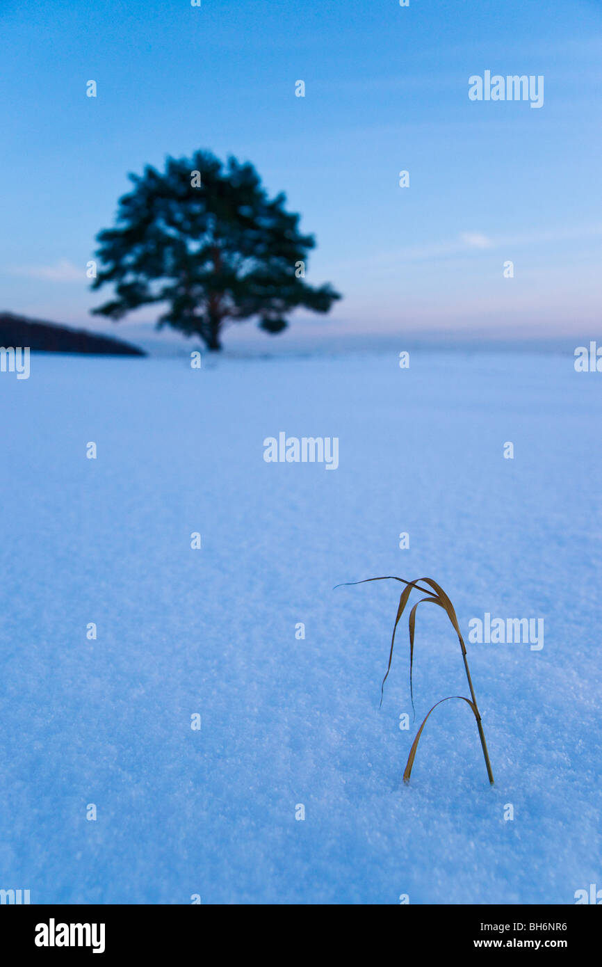 Withered blade of grass poking from under the snow with pine tree in ...