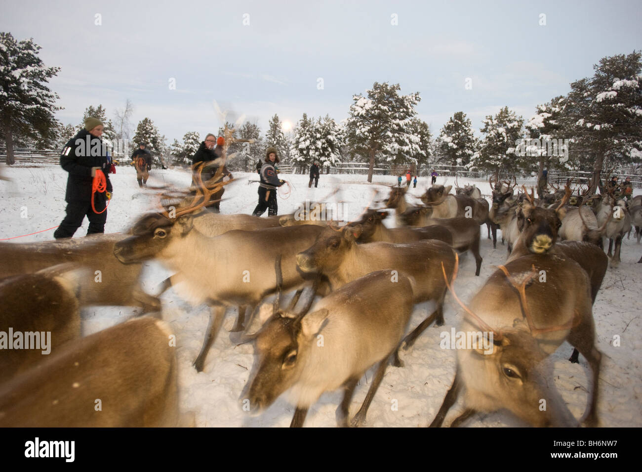 Sami reindeer hi-res stock photography and images - Alamy
