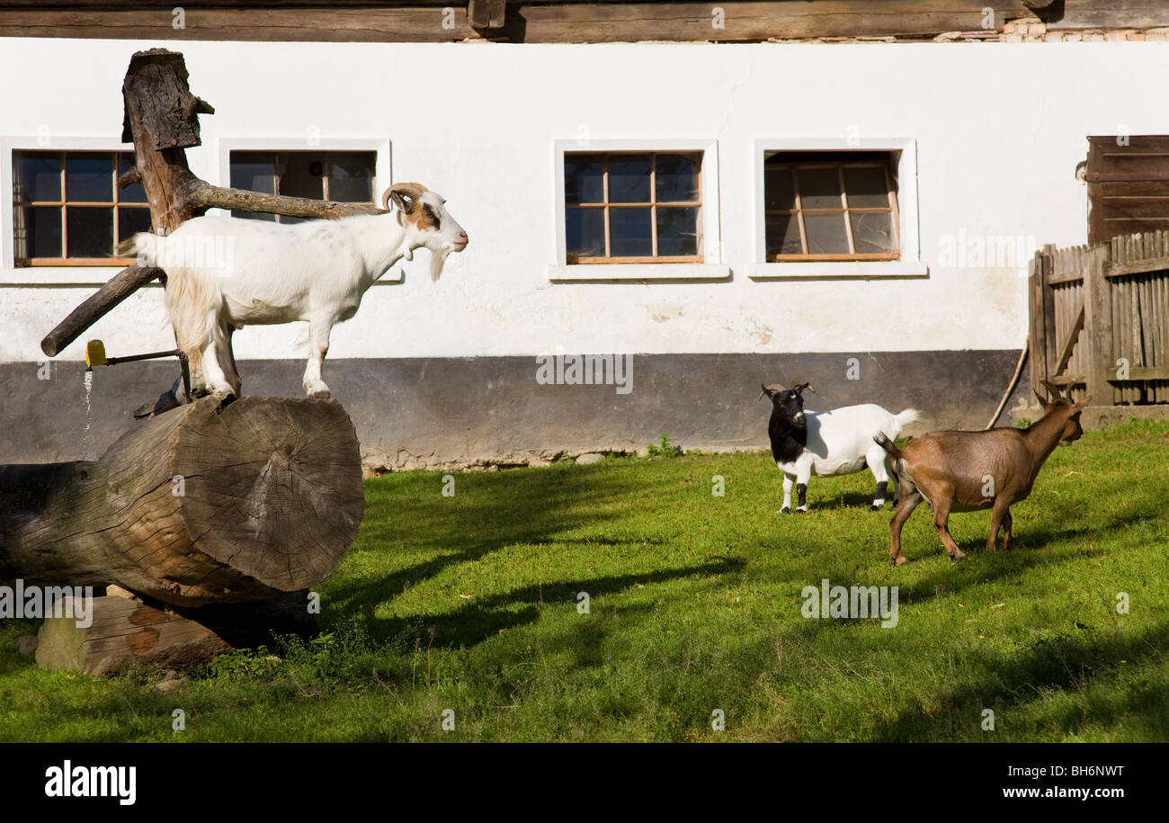 Log Barn Goats High Resolution Stock Photography and Images - Alamy