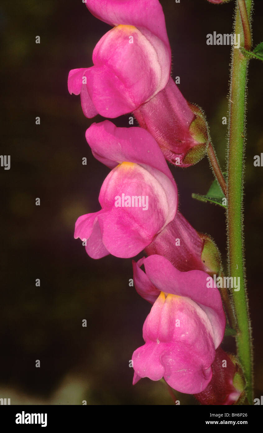Common Snapdragon (Antirrhinum majus Stock Photo - Alamy