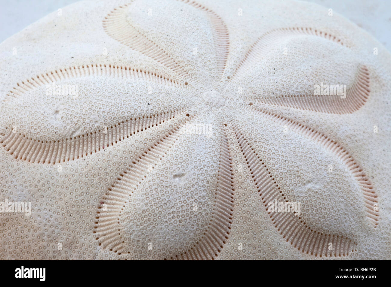 Vetricosta hi-res stock photography and images - Alamy