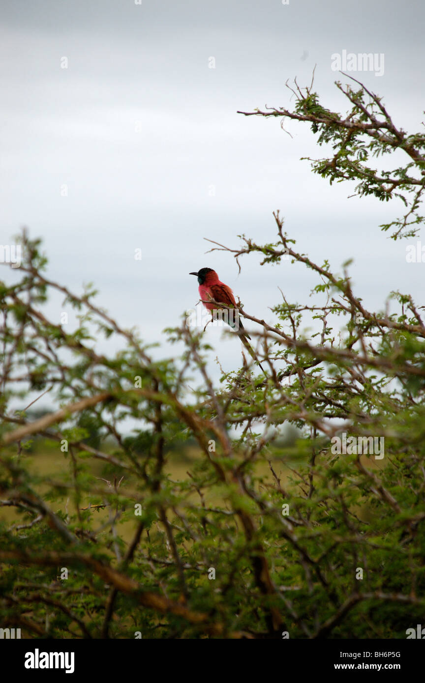 Bee eater flock hi-res stock photography and images - Alamy