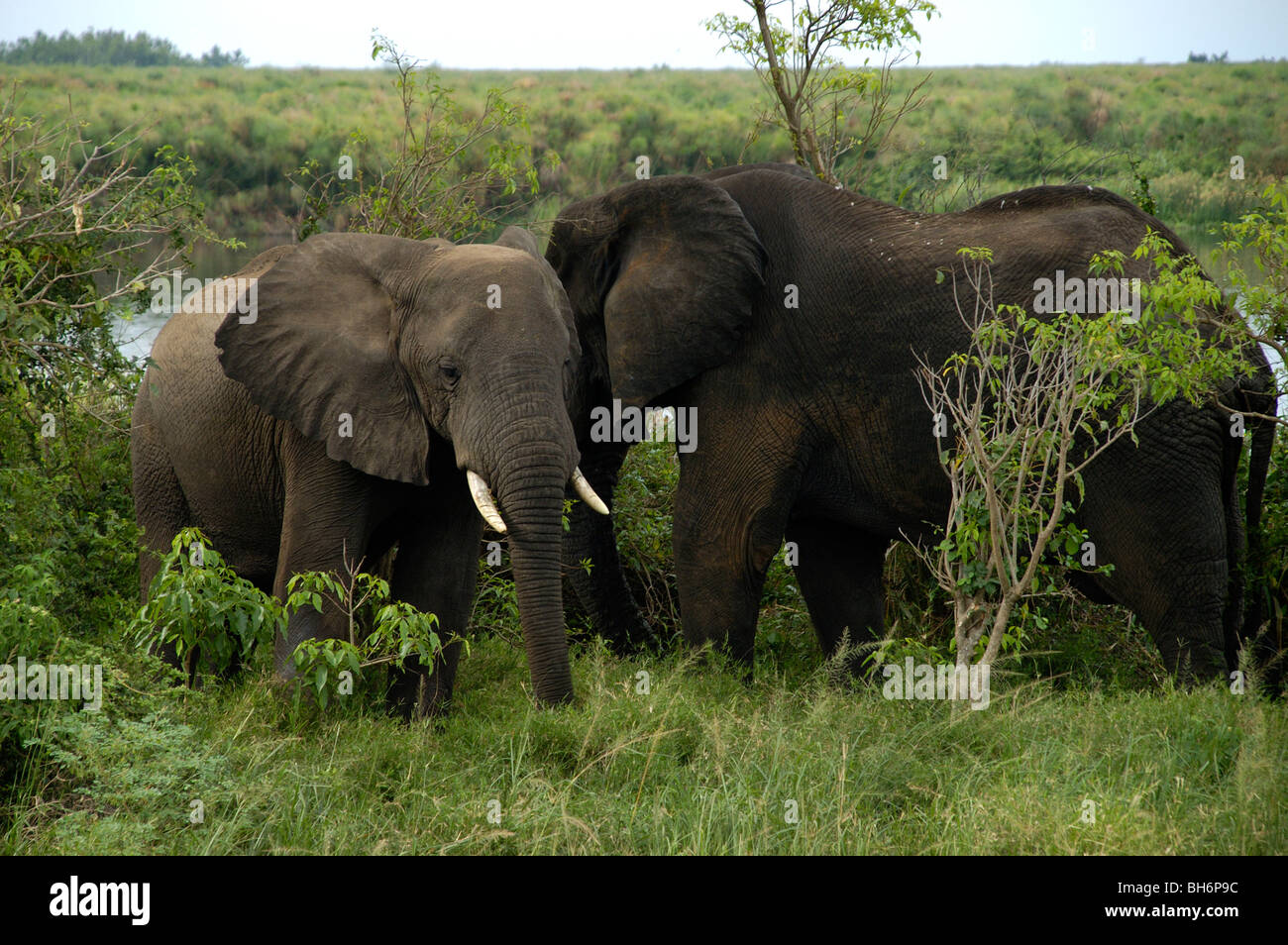 Grey african elephant hi-res stock photography and images - Alamy