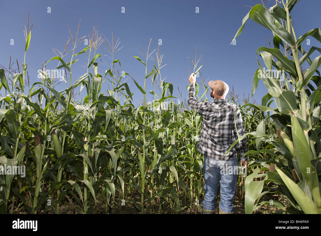 Farmer checking crop Stock Photo - Alamy