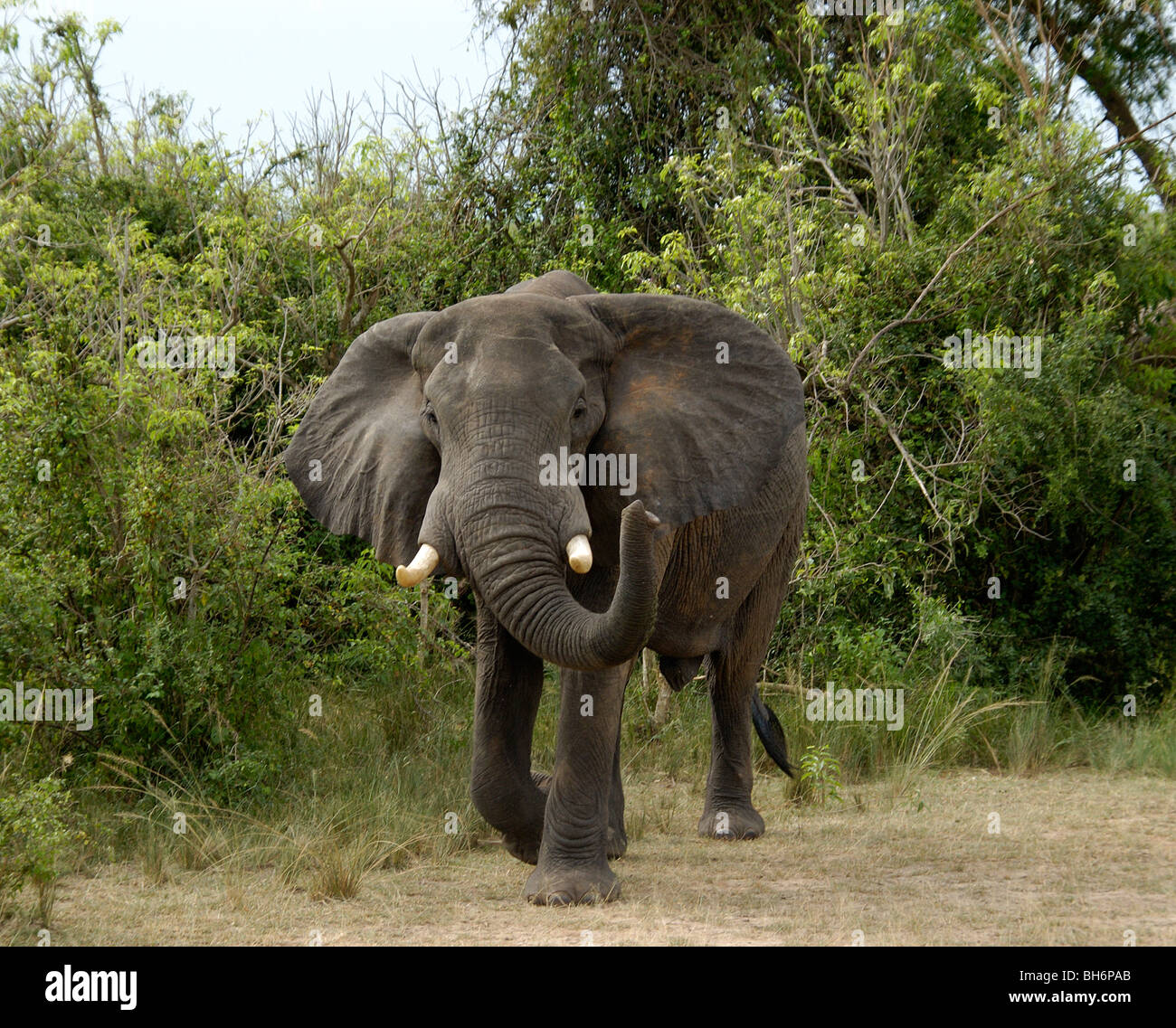 Elephant dad hi-res stock photography and images - Alamy