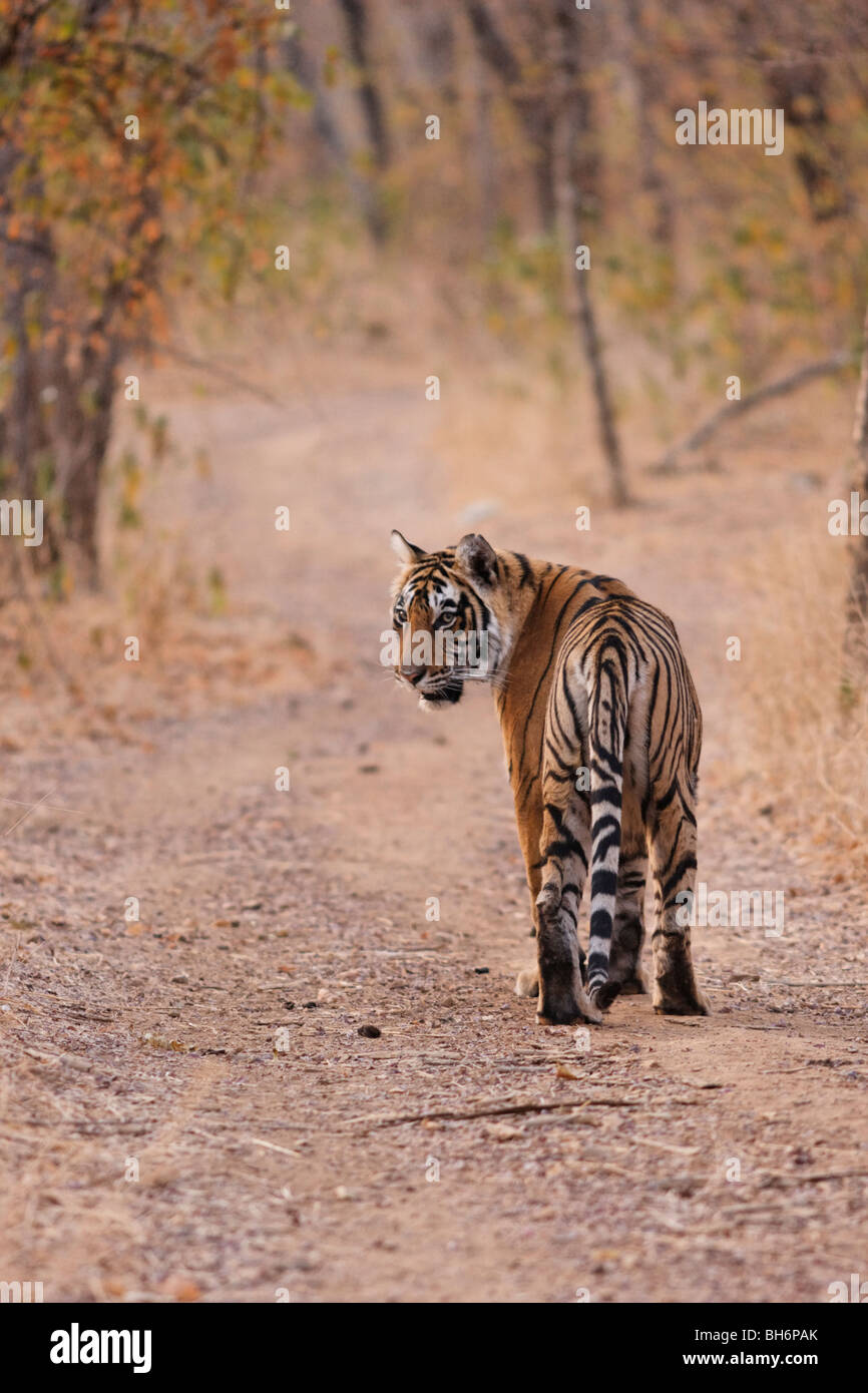Tiger pugmark hi-res stock photography and images - Alamy