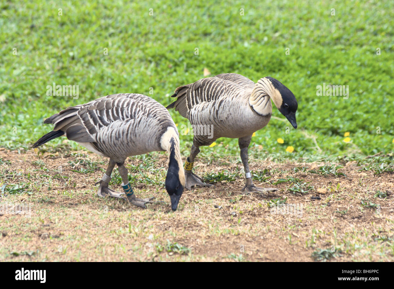 Pair of Nene the endangered Hawaiian Goose Kauai HI Stock Photo - Alamy