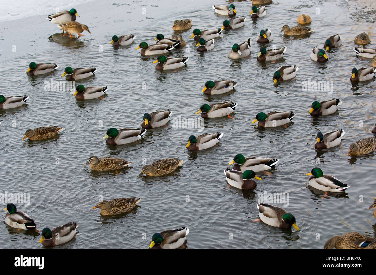 Adult duck small ducks hi-res stock photography and images - Alamy