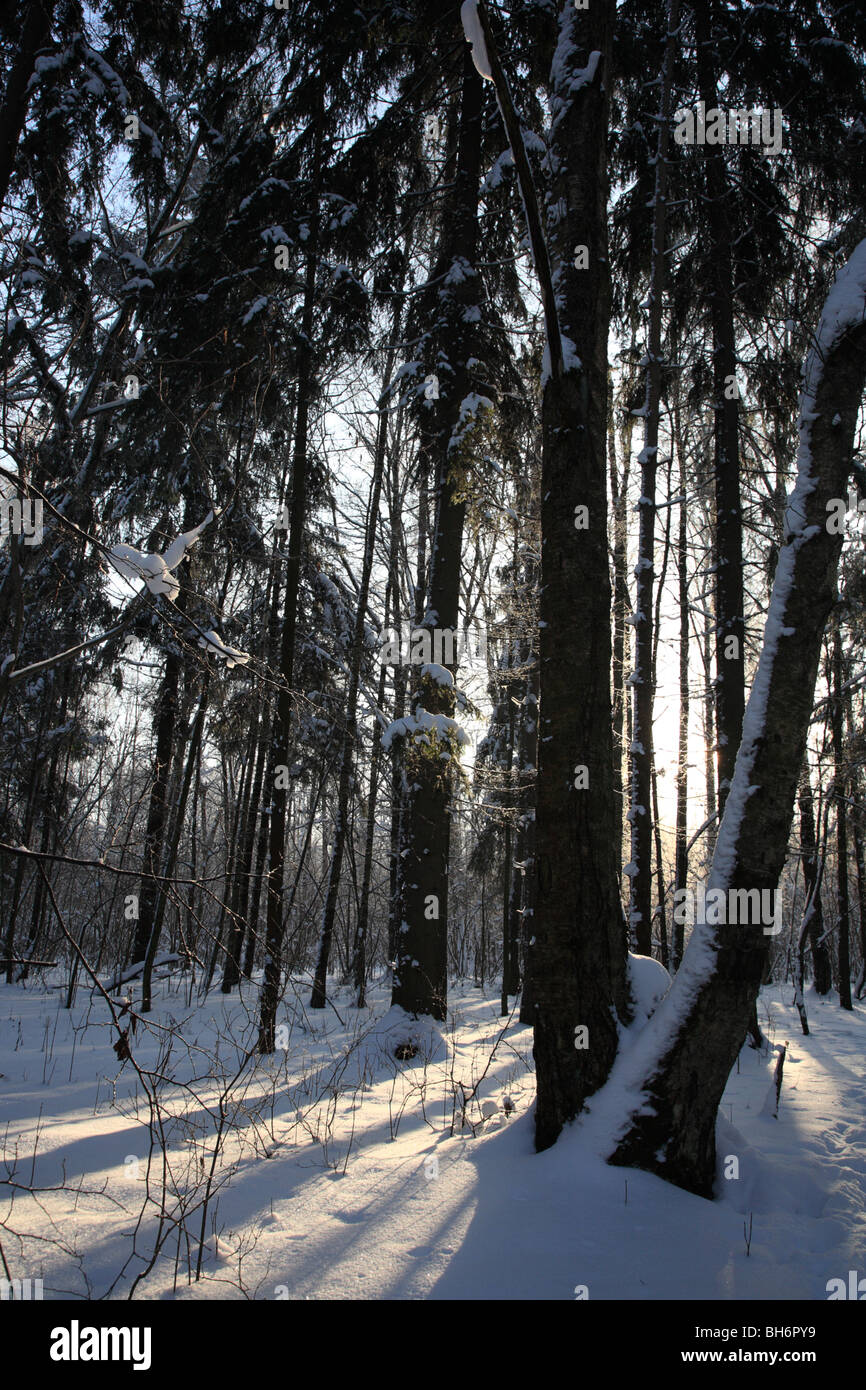 Shadow cast by trees hi-res stock photography and images - Alamy