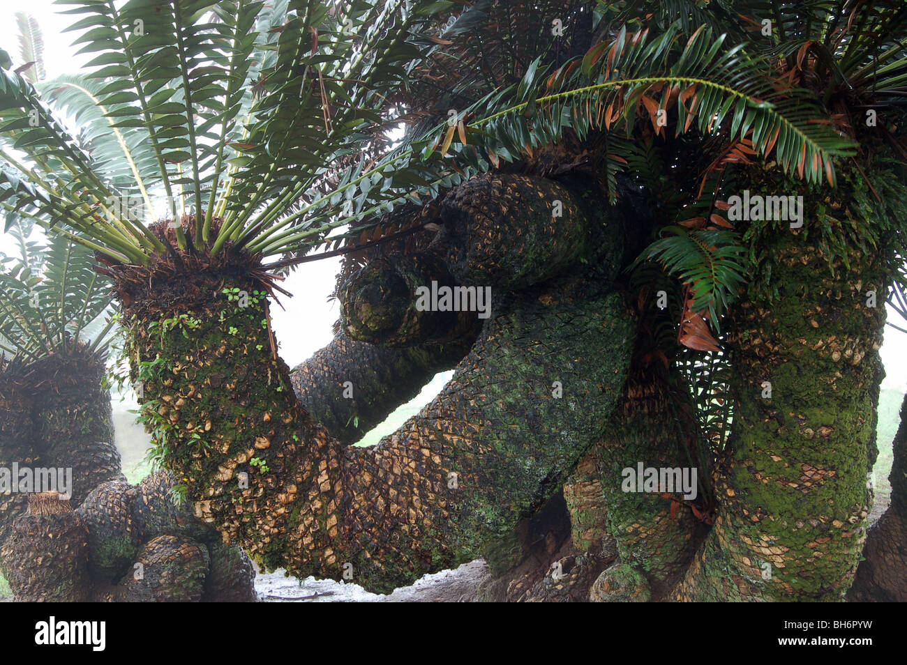 Modjadji nature reserve hi-res stock photography and images - Alamy